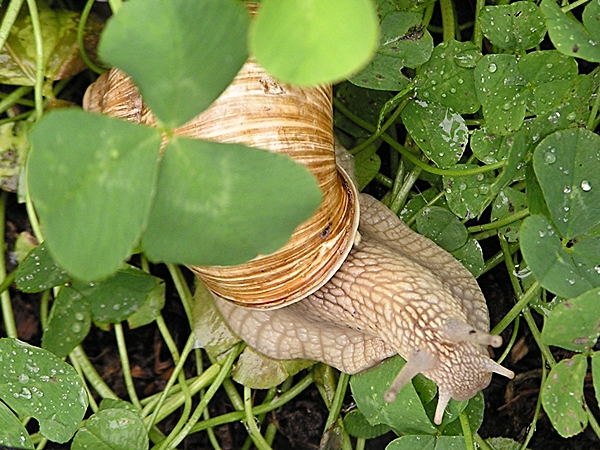 Snails and Slugs (Gastropoda)